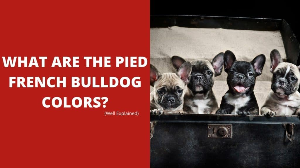French Bulldog Color Chart - 9 Best Rare Shades - Dog Fluffy