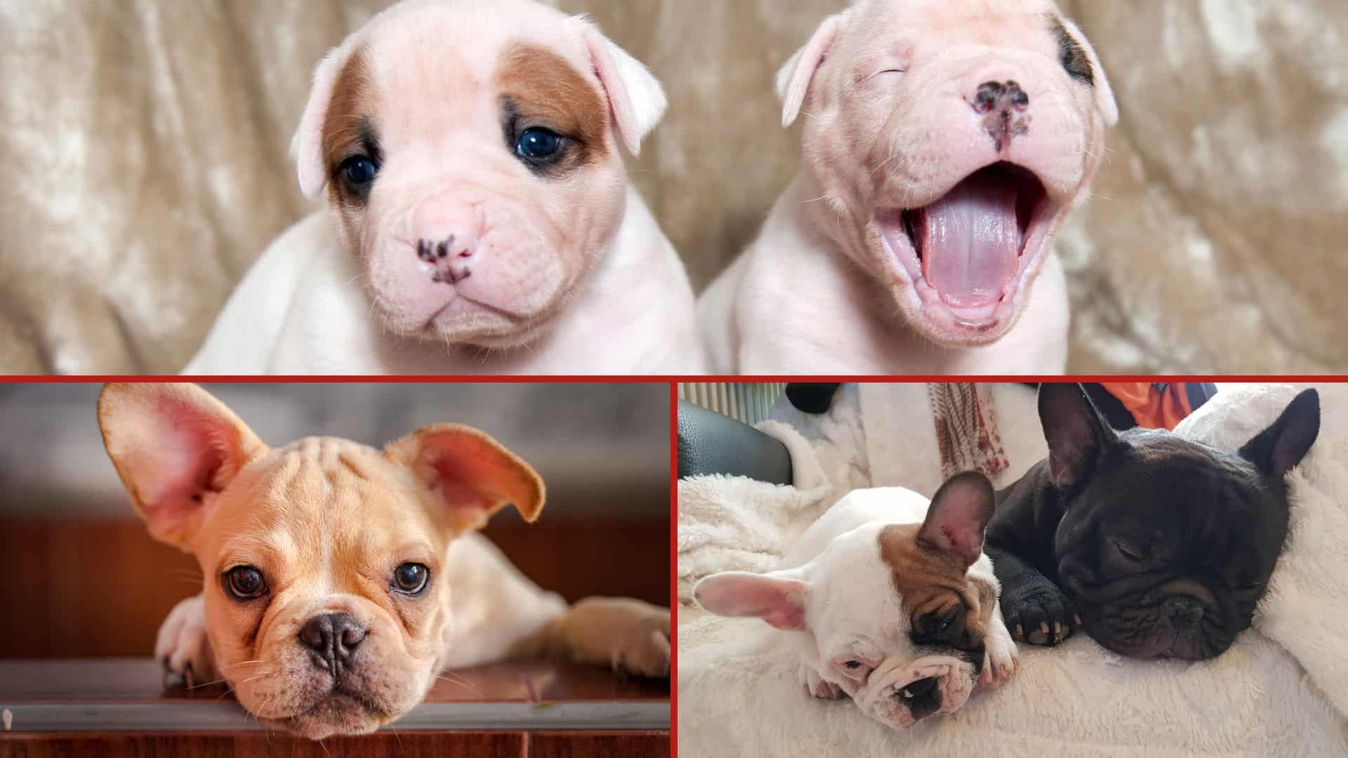 How Long Do Bulldogs Live? 5 Important Points - Dog Fluffy