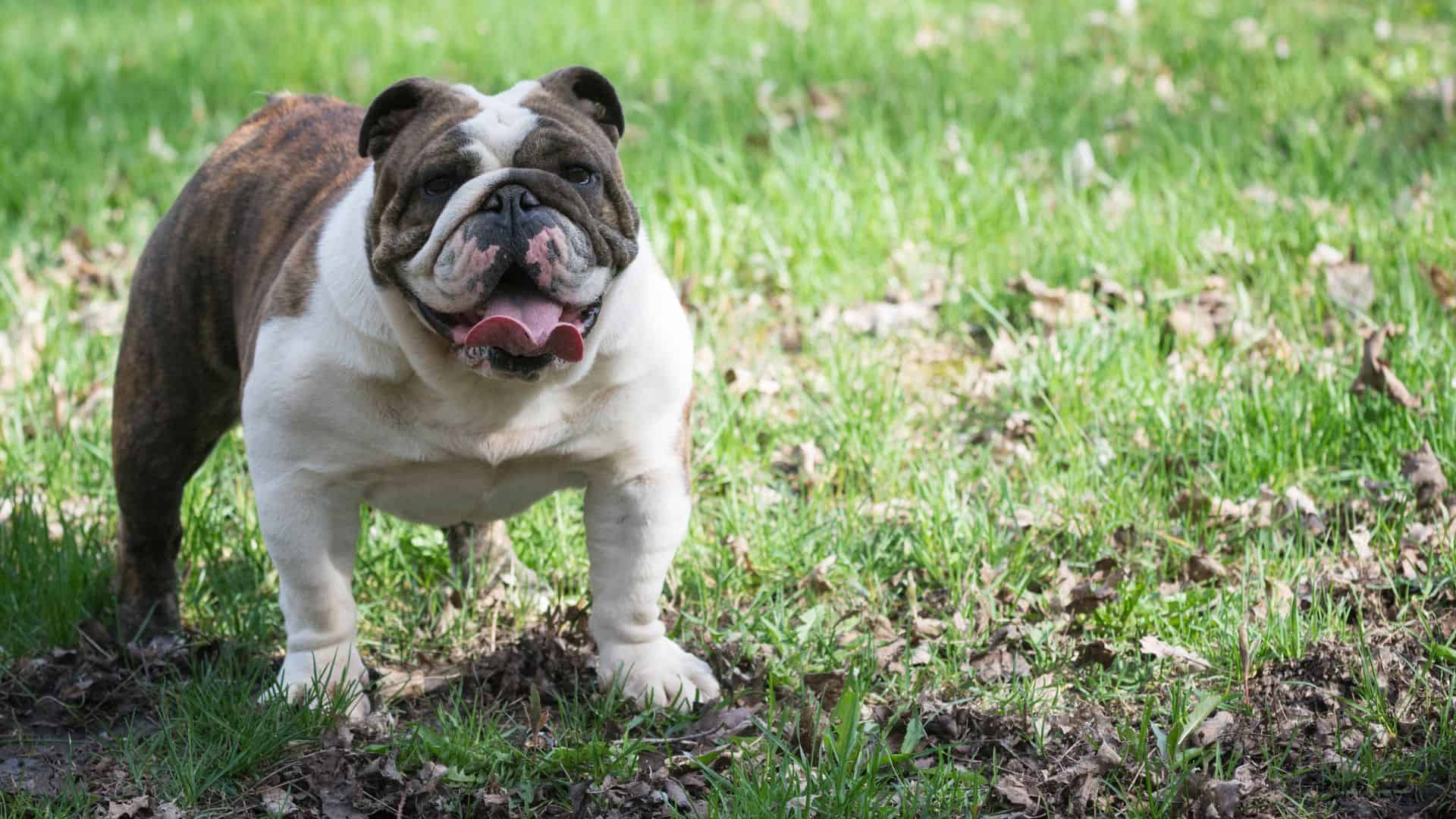 How Long Do Bulldogs Live? 5 Important Points - Dog Fluffy