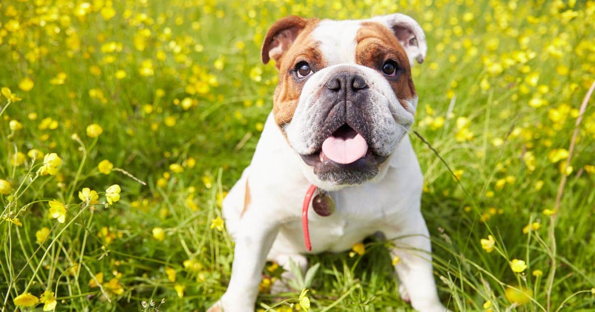 Best 6 Tips To Increasing Bulldog Life Expectancy